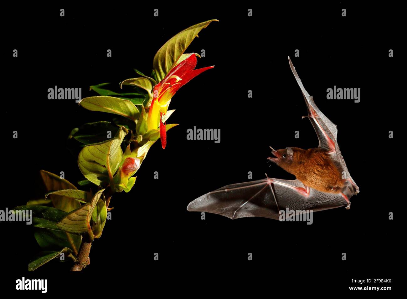 Vampire bat feeding hi-res stock photography and images - Alamy