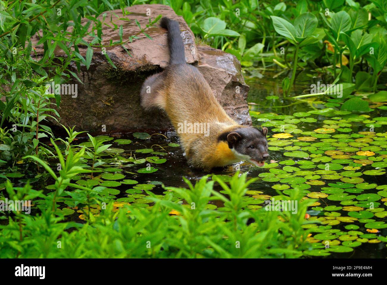 Yellow-throated marten, Martes flavigula, in tree forest habitat ...