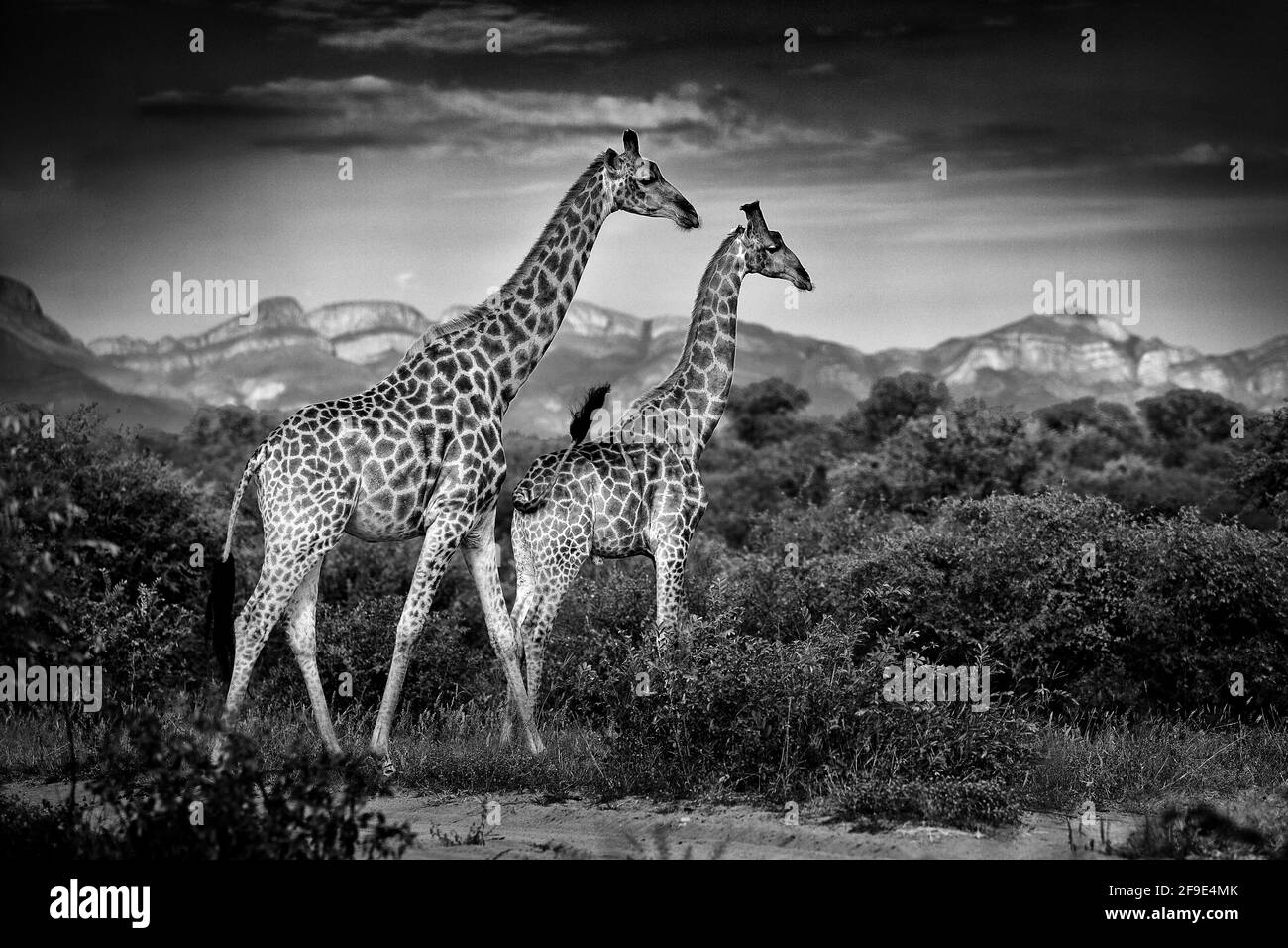 Astounding Black and White Stock Photos & Images - Alamy