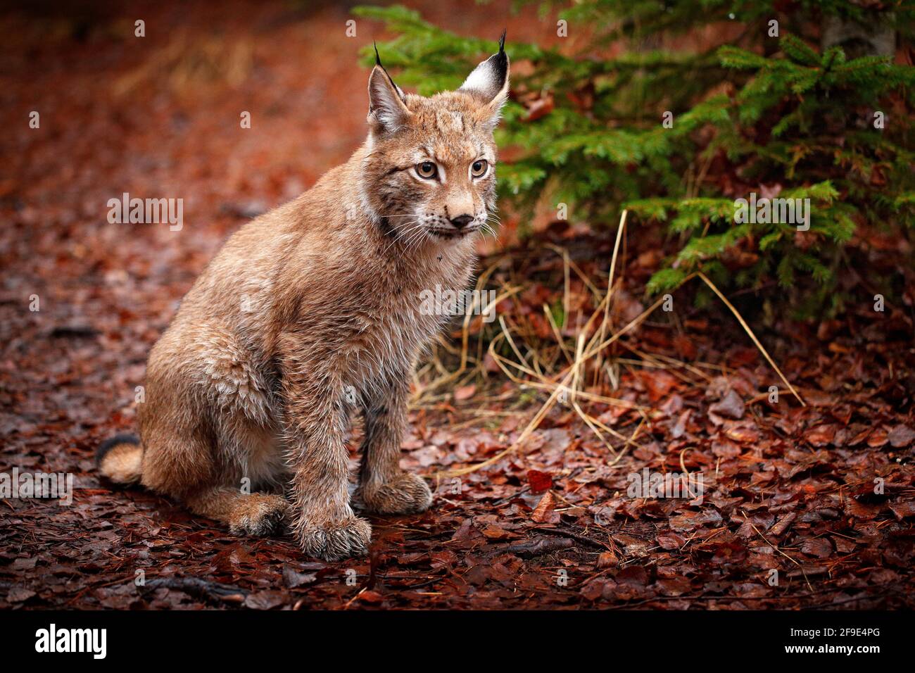 Eurasian lynx sitting in orange leaves. Wild cat from Germany. Bobcat ...