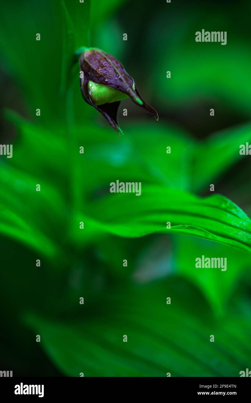 Cypripedium calceolus, Lady's Slipper Orchid,flowering European ...