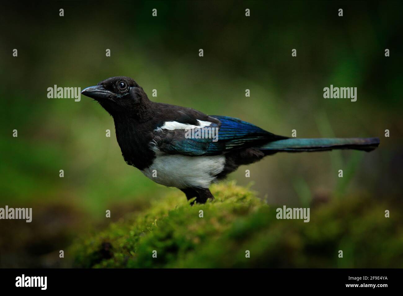 European Magpie or Common Magpie, Pica pica, black and white bird with ...