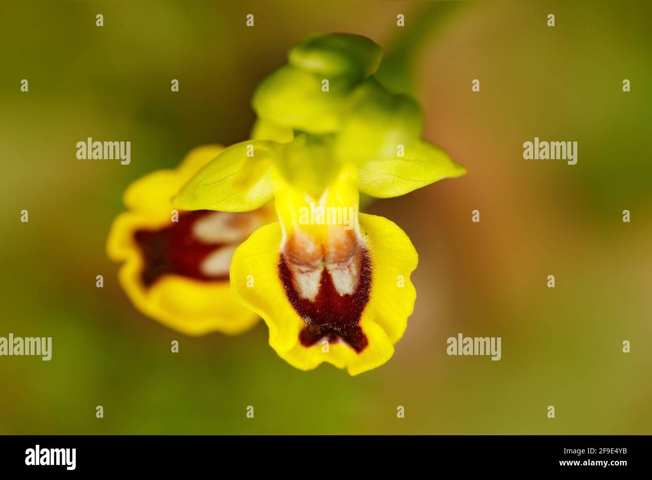 Yellow bee orchid ophrys lutea hi-res stock photography and images - Alamy
