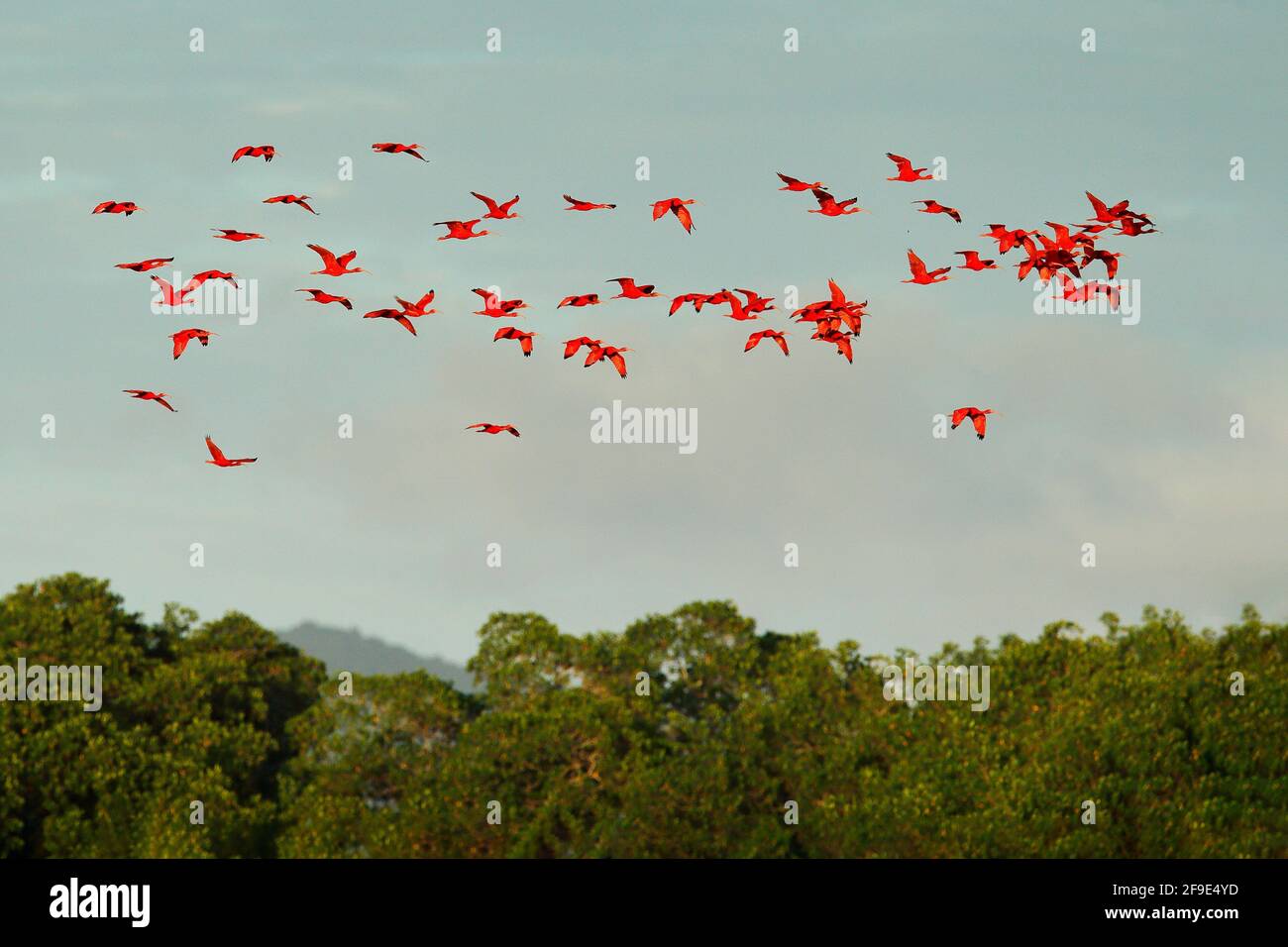 Scarlet Ibis, Eudocimus ruber, exotic red bird, nature habitat, bird ...