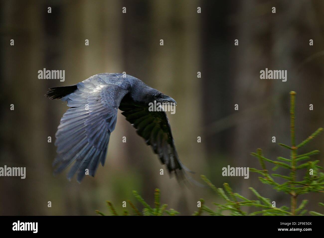 Raven in flight, Sweden. Bird in the green forest habitat. Wildlife ...