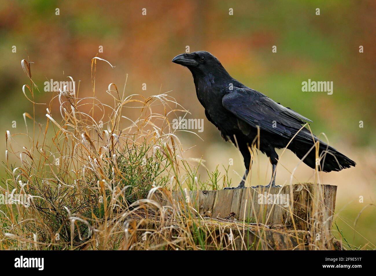 Black bird raven sitting on the tree trunk with grass in the forest ...