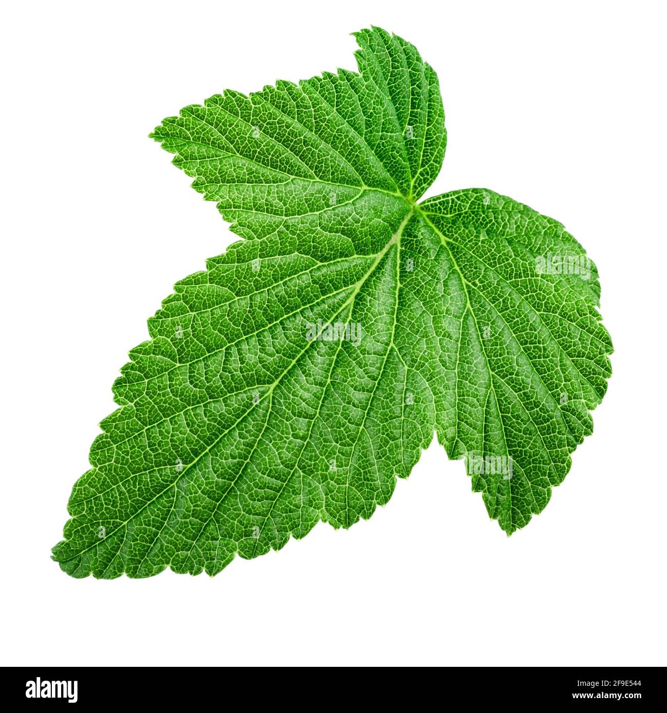 Currant leaves isolated on white background. File contains clipping ...