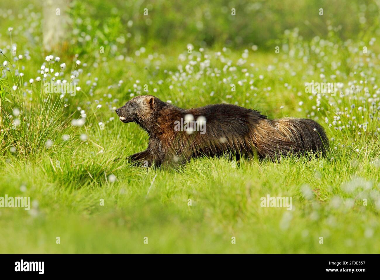 Running Wolverine in Finnish taiga. Wildlife scene from nature. Rare ...