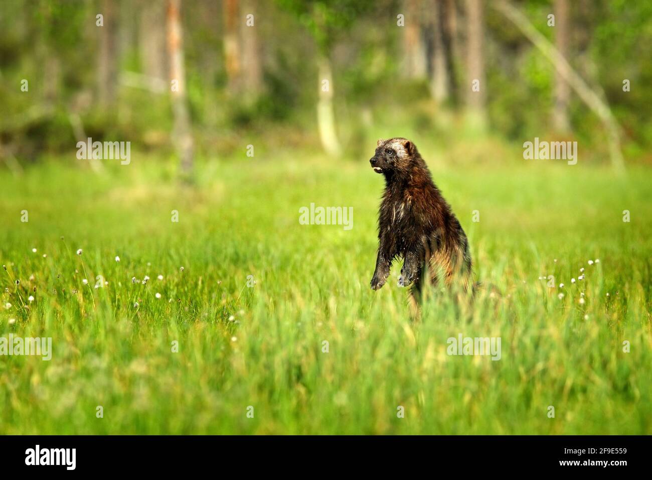 Wolverine Standing High Resolution Stock Photography and Images - Alamy