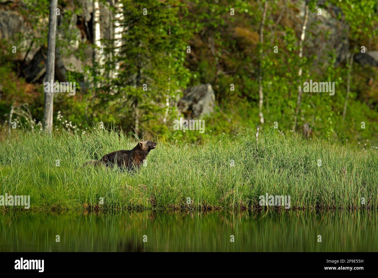 Running Wolverine in Finnish taiga. Wildlife scene from nature. Rare ...