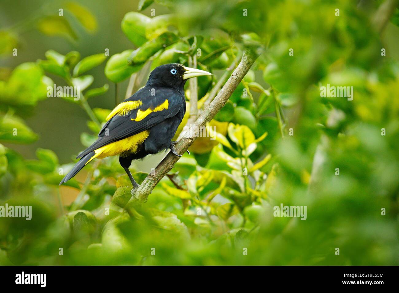 Cacicus cela, Yellow-rumped Cacique, yellow black bird sitting on the ...