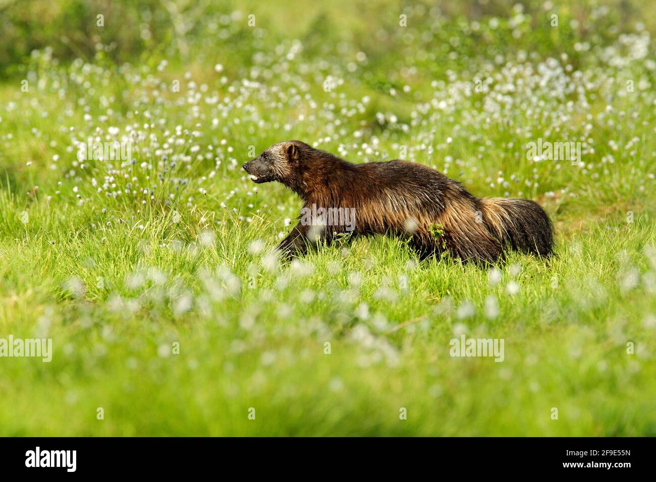 Muscular creature hi-res stock photography and images - Alamy