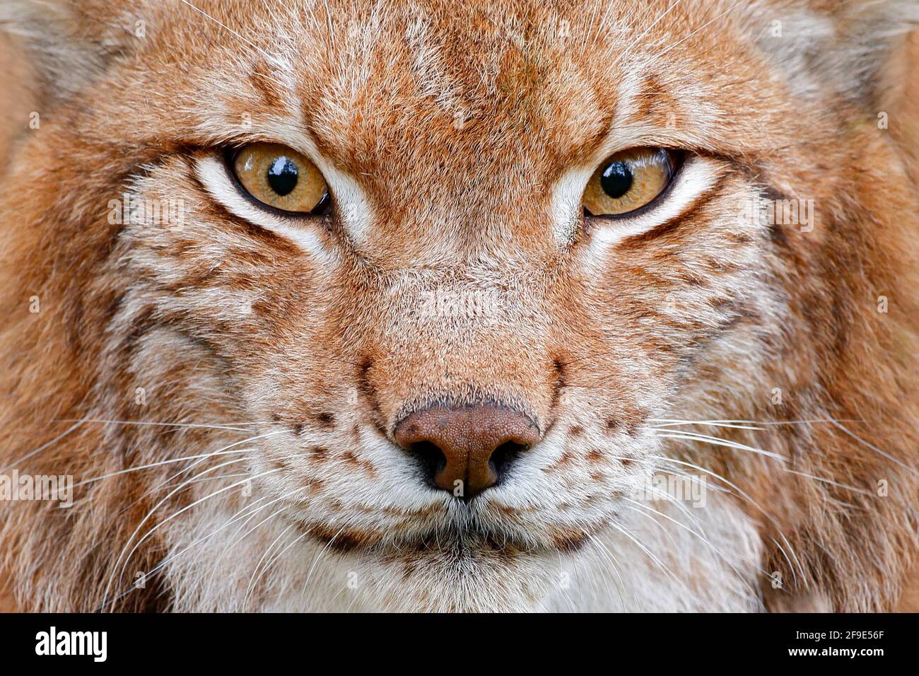 Lynx, detail face portrait with beautiful eyes. Cute fur of Eurasian ...