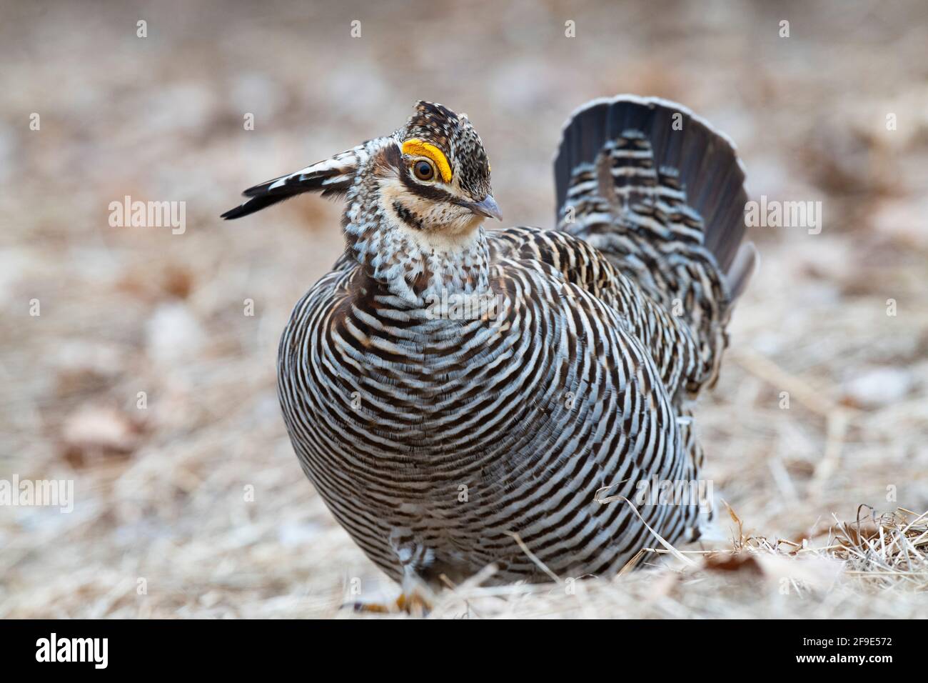 A Male Greater Prairie Chicken displaying on a spring day in Minnesota ...