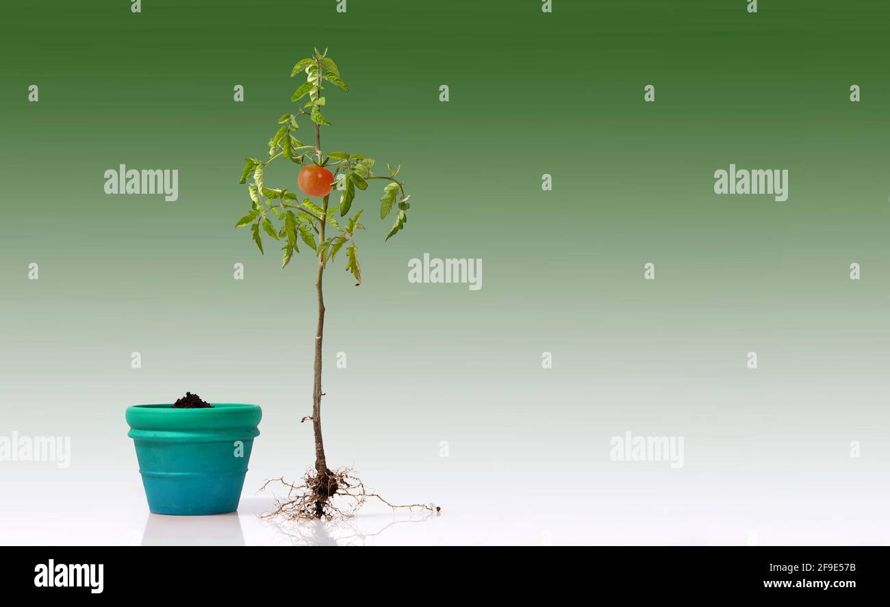 Tomato root system hi-res stock photography and images - Alamy