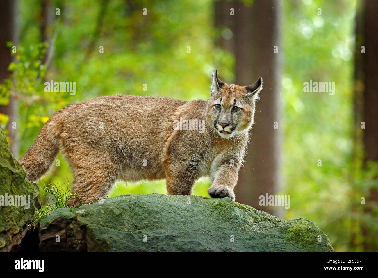 Puma concolor, known as the mountain lion, panther, in green vegetation ...