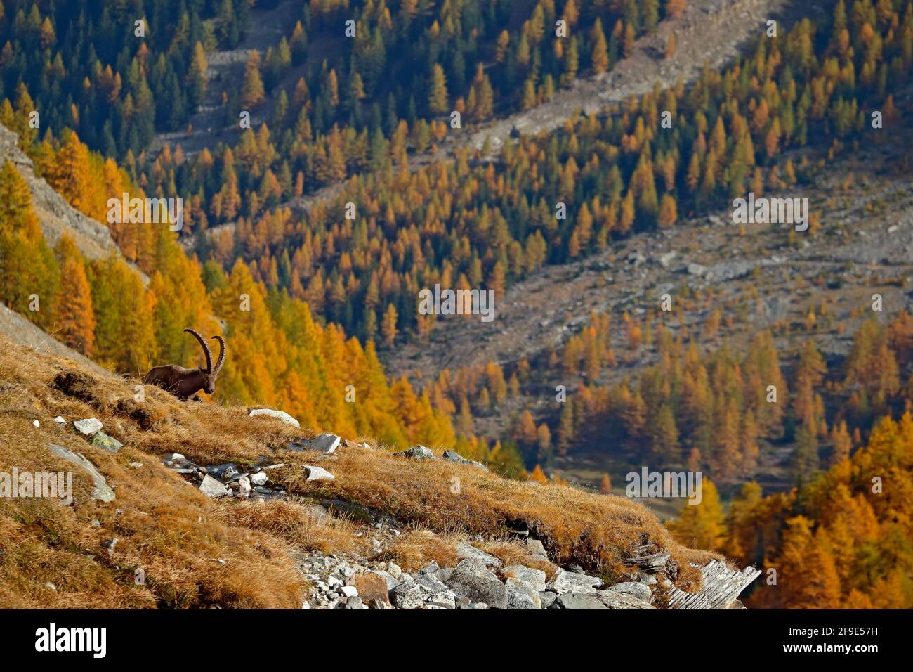 Alpine Ibex, Capra ibex, with autumn orange larch tree in hill ...