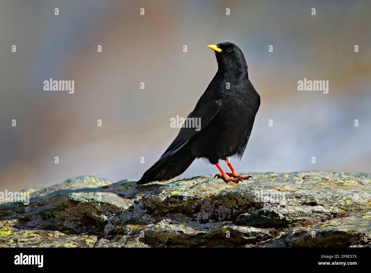 Alpine Chough, Pyrrhocorax graculus, black bird sitting on the stone ...