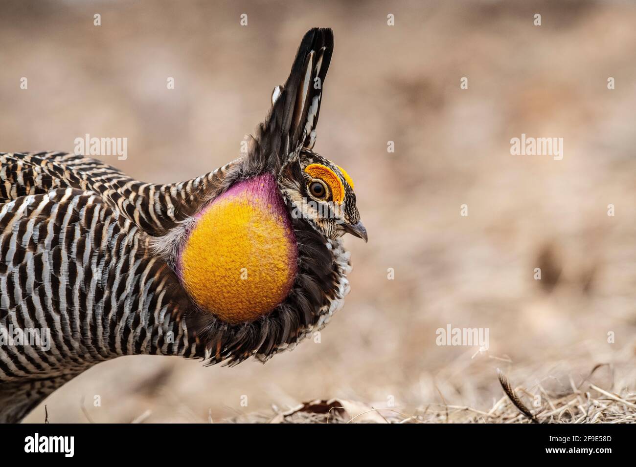 A Male Greater Prairie Chicken displaying on a spring day in Minnesota ...