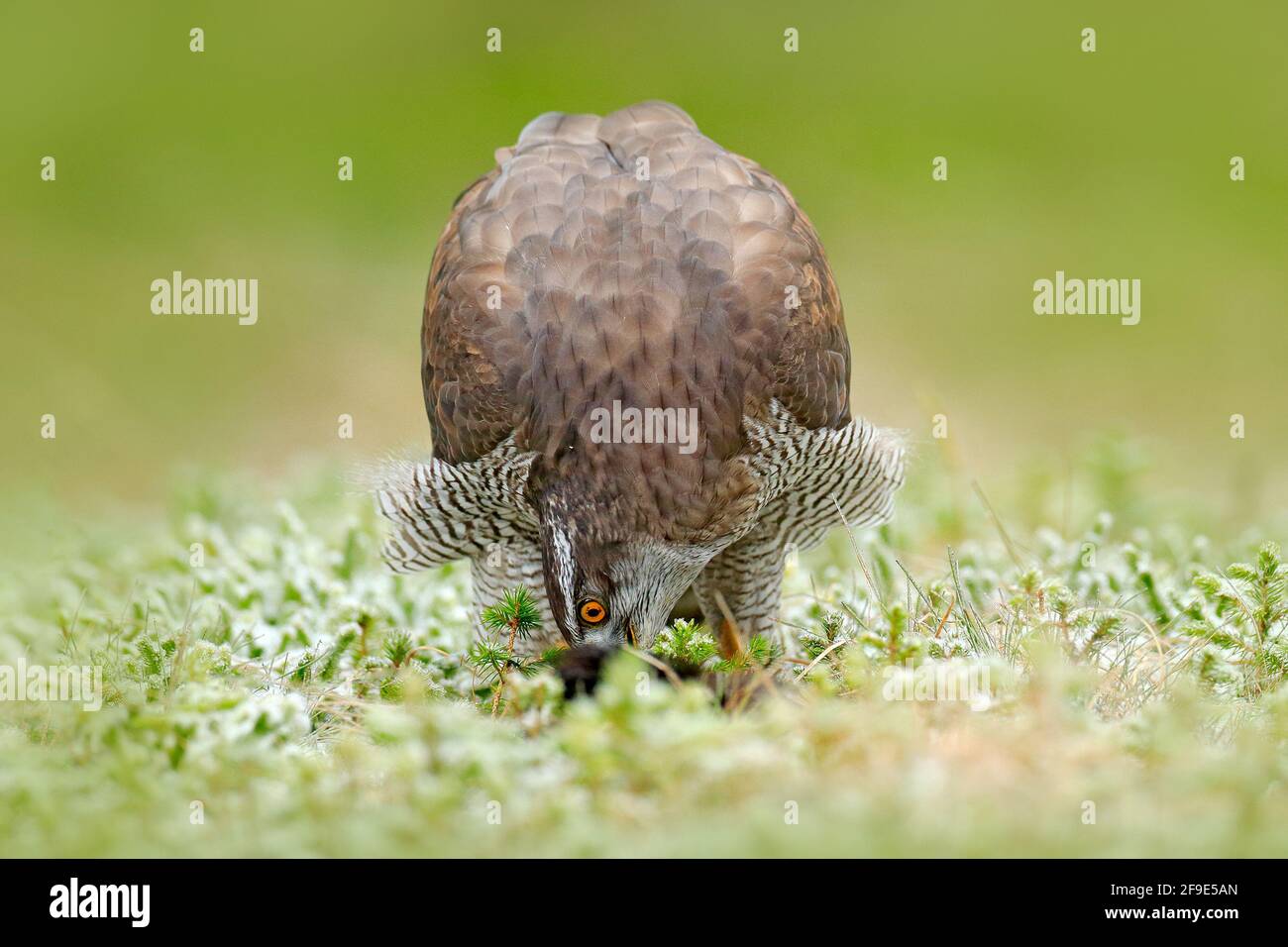 Goshawk, Accipiter gentilis, feeding on killed dark squirrel in the ...
