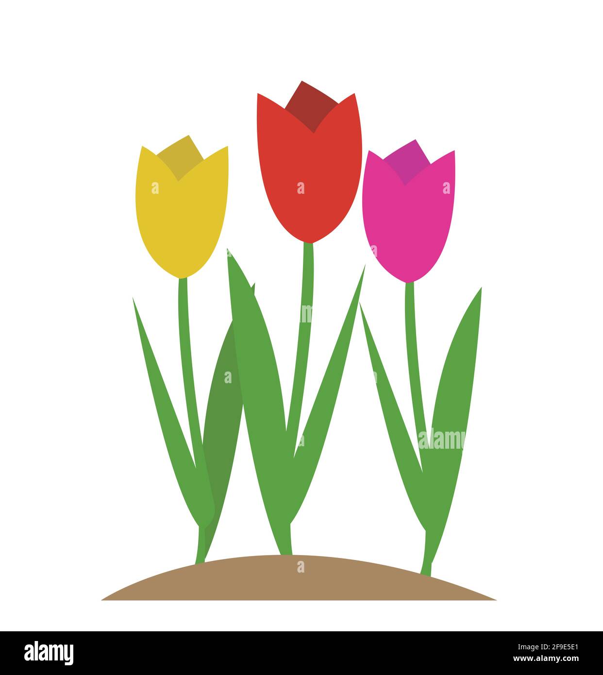 tulip vector illustration design Stock Vector Image & Art - Alamy