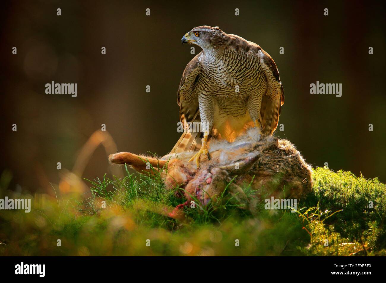 Goshawk, Accipiter gentilis, feeding on killed hare in the forest. Bird ...