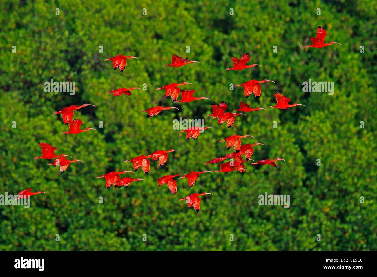 Scarlet Ibis, Eudocimus ruber, exotic red bird, nature habitat, bird ...