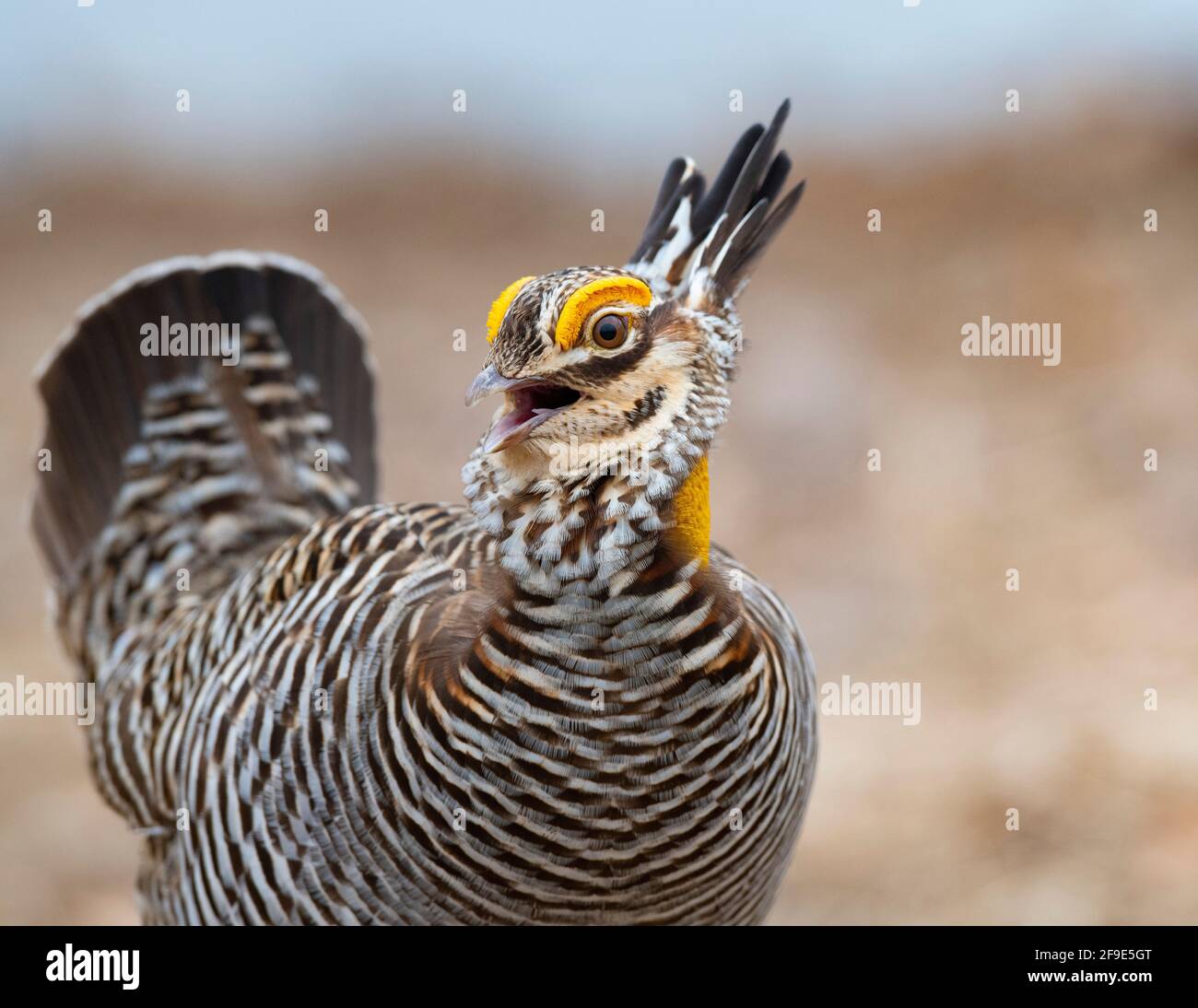 Heath hen greater prairie chicken hi-res stock photography and images ...
