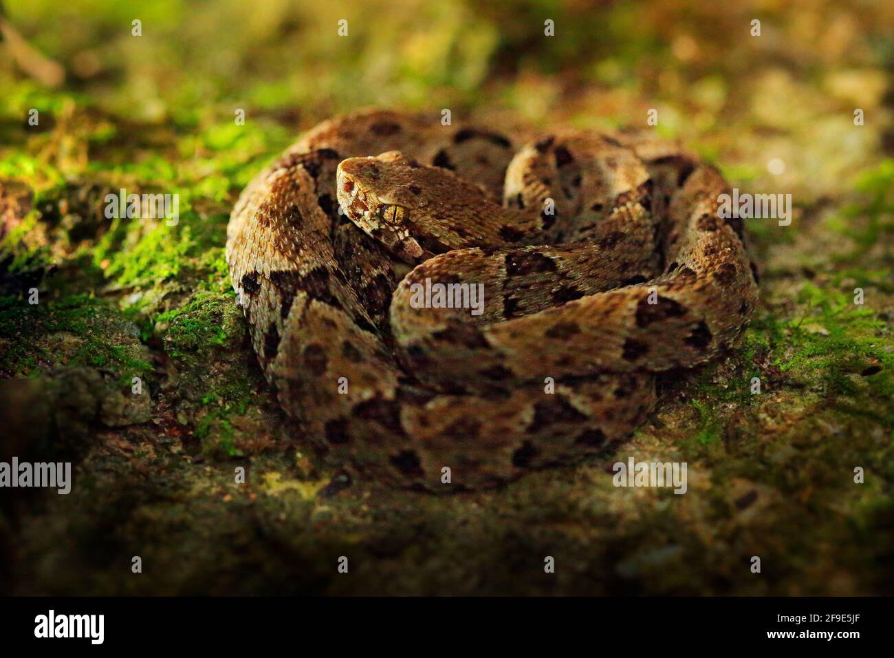 Common Lancehead, Bothrops atrox, in the tropical forest. Poison animal ...