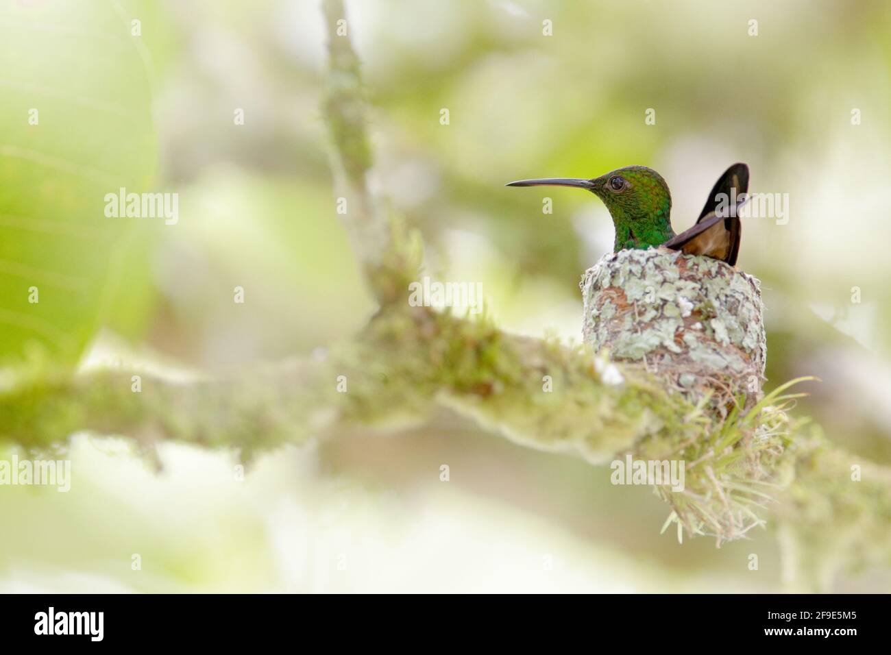Hummingbird sitting on the eggs in the nest, Trinidad and Tobago ...