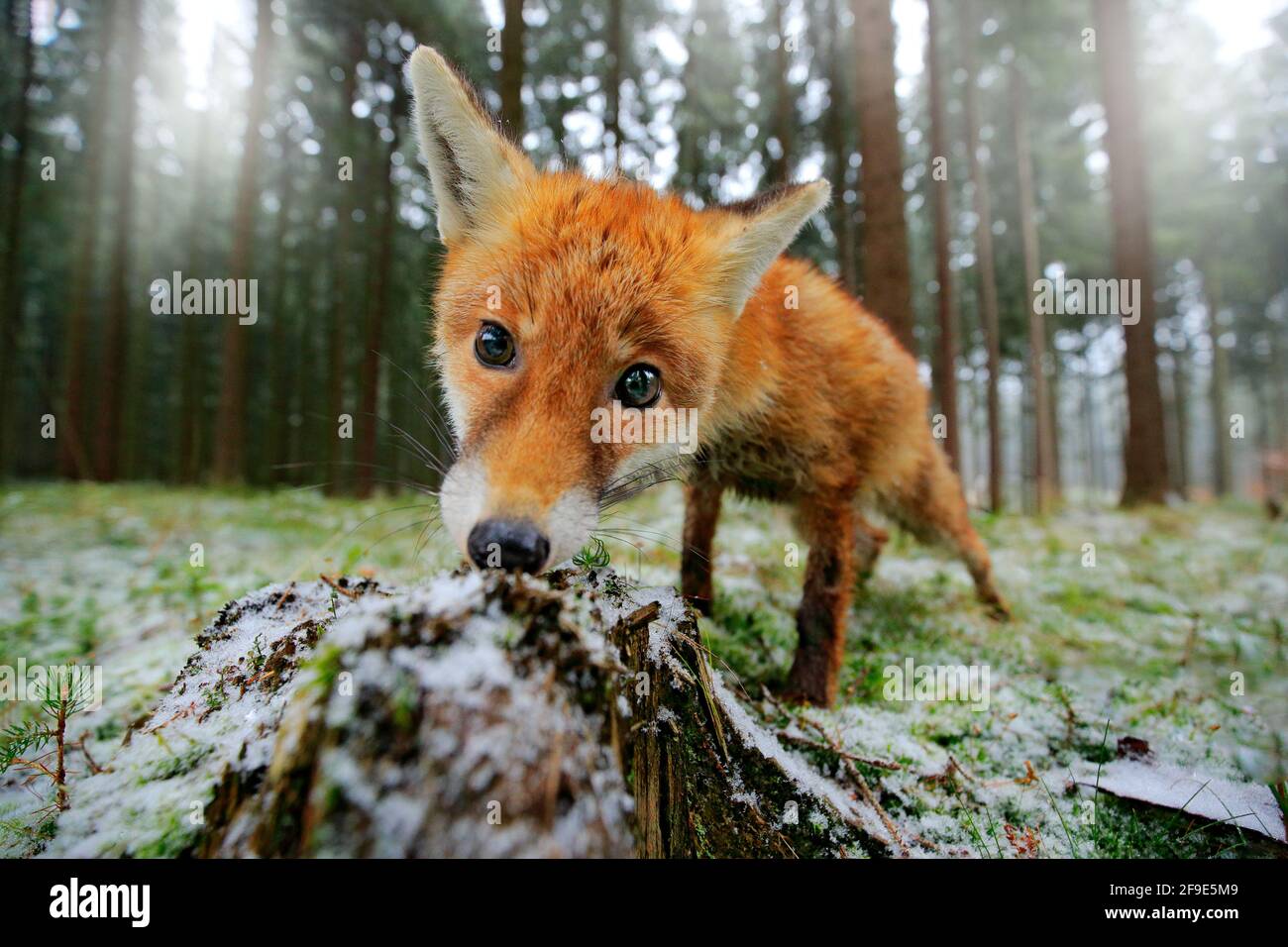 Red fox in the nature forest habitat wide angle lens picture. Animal ...