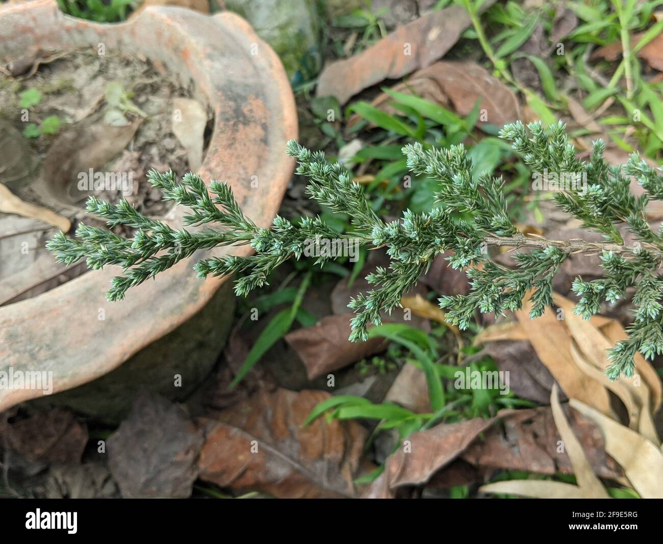 Savin tree hi-res stock photography and images - Alamy