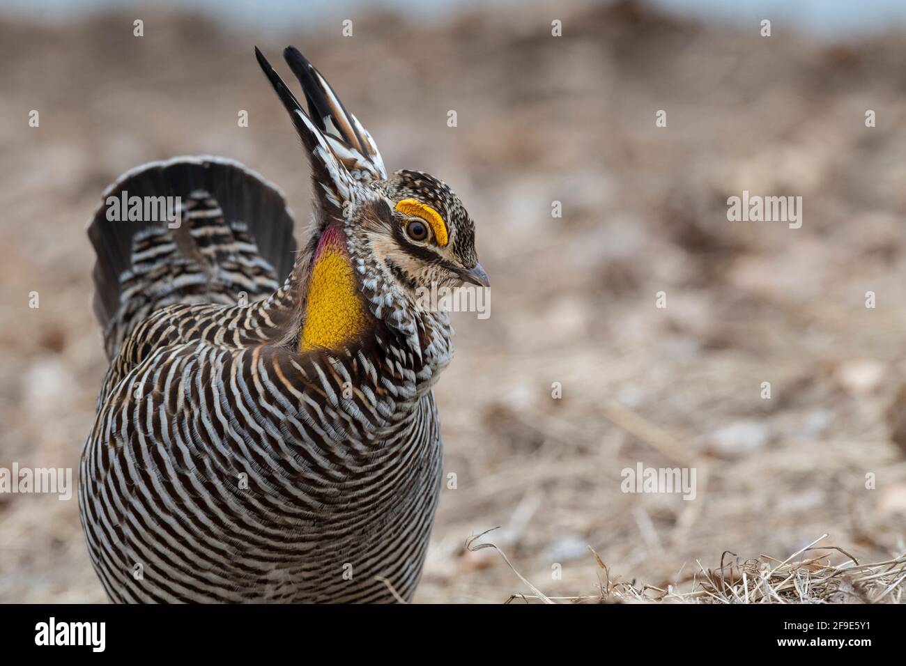 A Male Greater Prairie Chicken displaying on a spring day in Minnesota ...