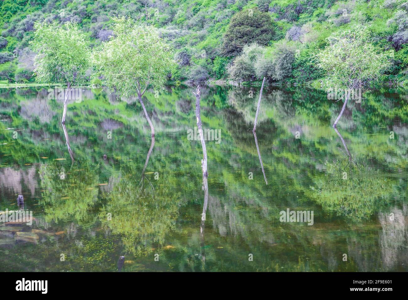 Green forest reflected on a lake Stock Photo - Alamy