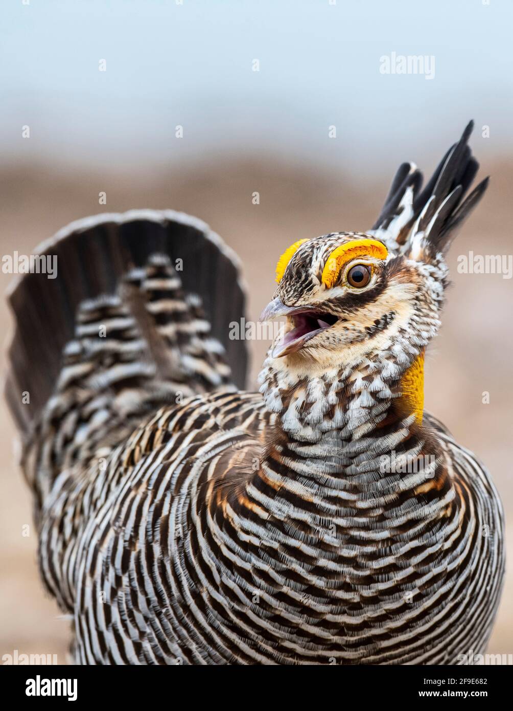 A Male Greater Prairie Chicken displaying on a spring day in Minnesota ...