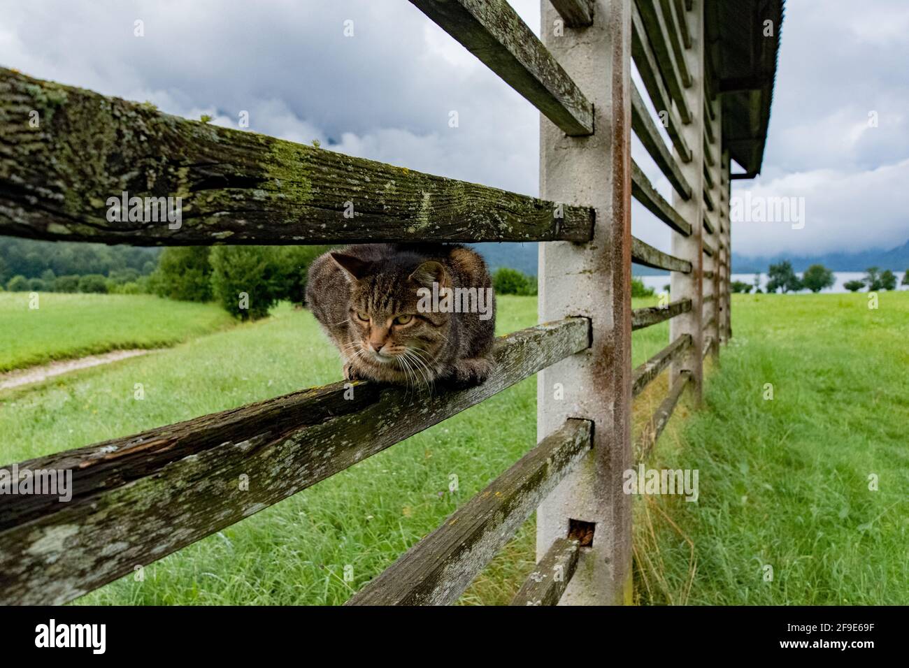 Sitting cat between two wooden panel Stock Photo - Alamy