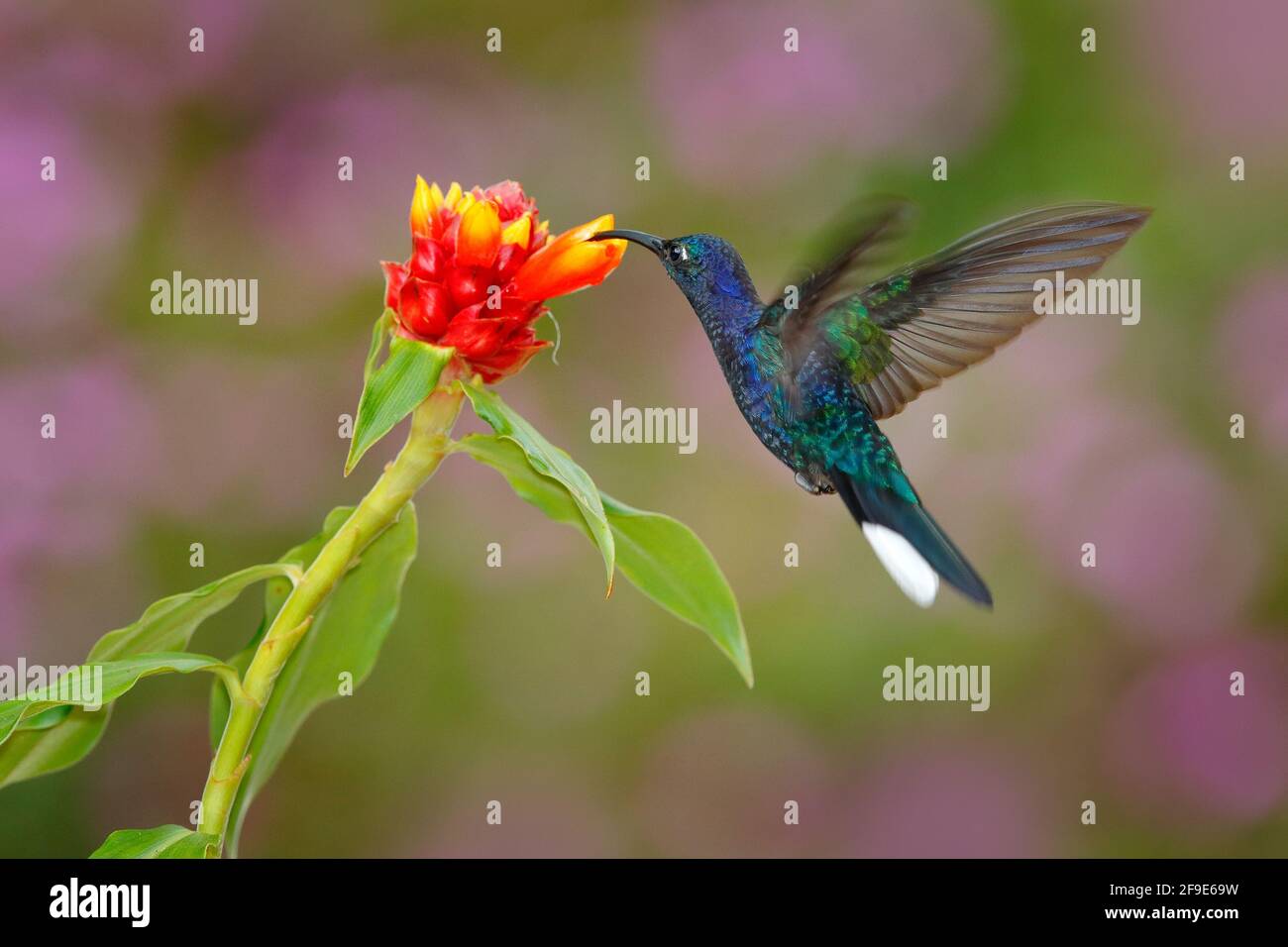 Big blue hummingbird Violet Sabrewing flying next to beautiful red ...
