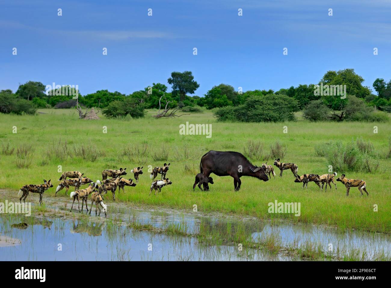 Wild Dog Hunting in Botswana, buffalo cow and calf with predator ...