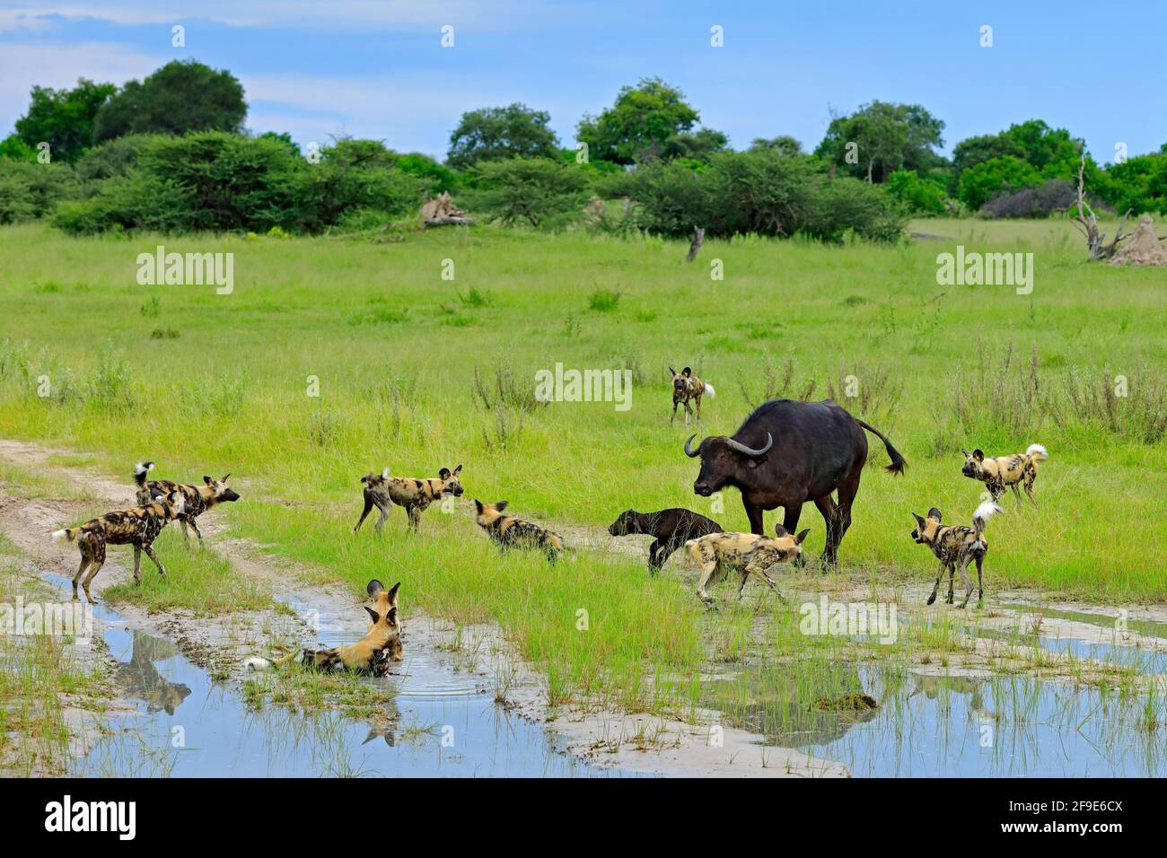 Wild Dog Hunting in Botswana, buffalo cow and calf with predator ...