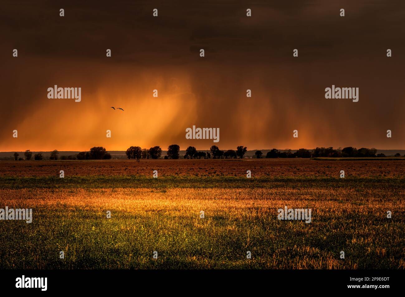 Rainstorm trees hi-res stock photography and images - Alamy