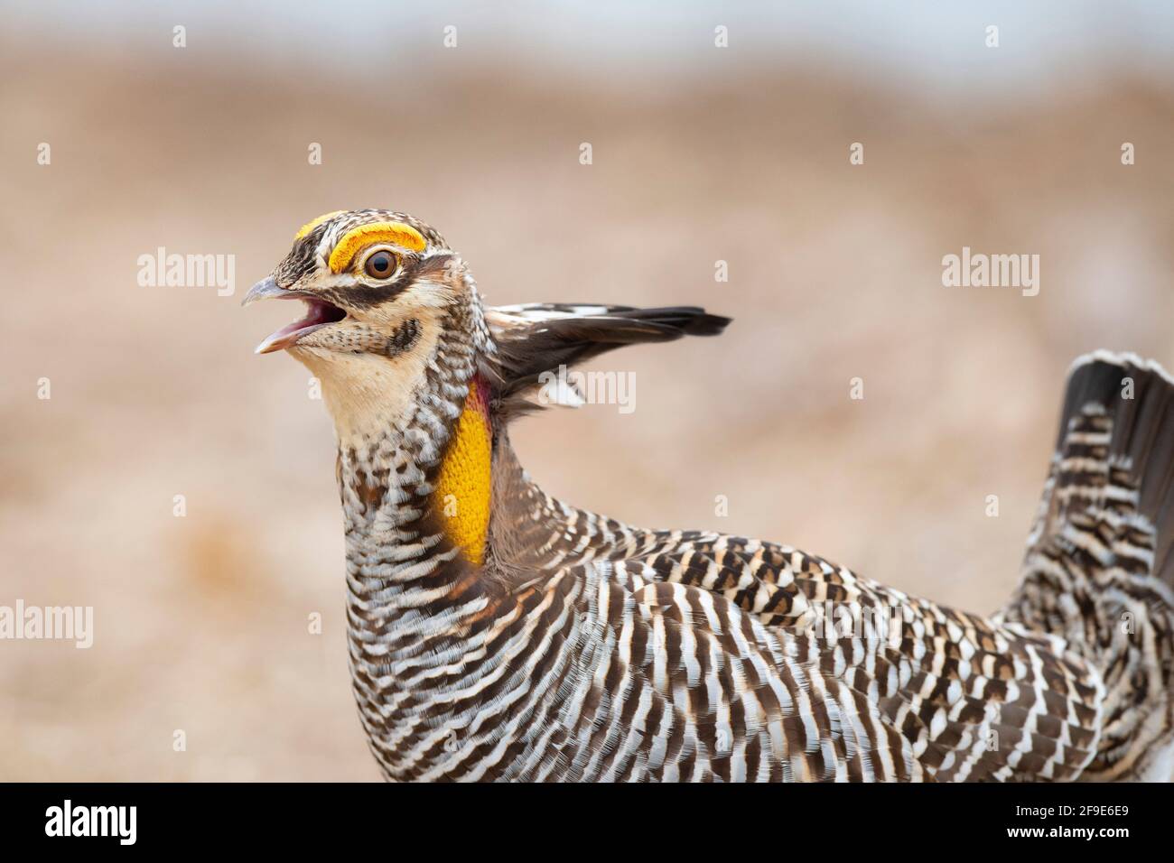A Male Greater Prairie Chicken displaying on a spring day in Minnesota ...