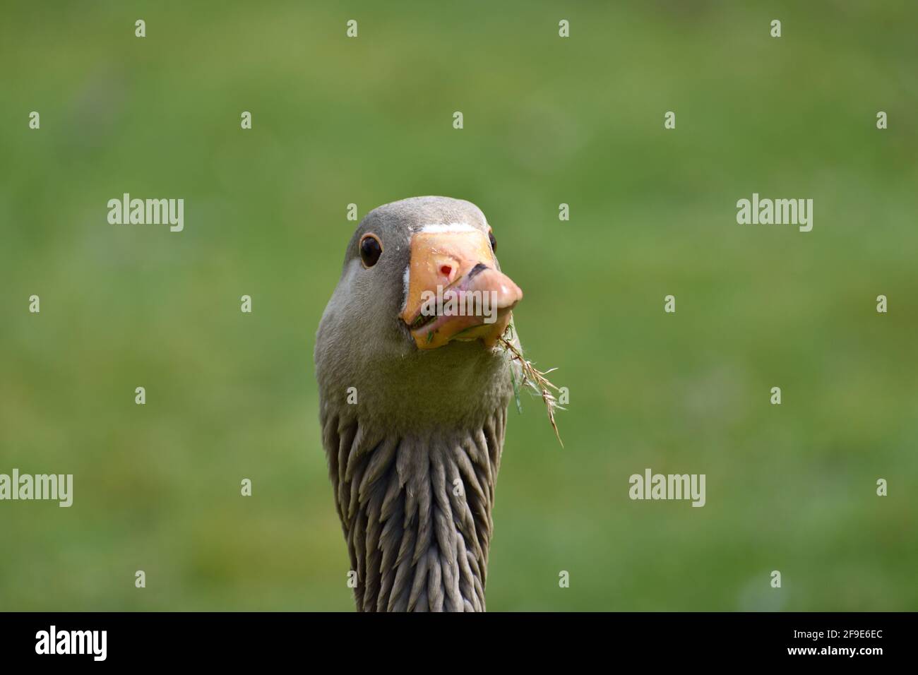 Quizzically hi-res stock photography and images - Alamy