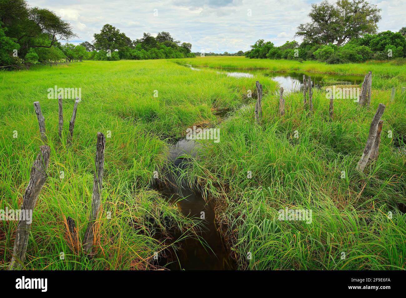 Green vegetation natural okavango hi-res stock photography and images ...