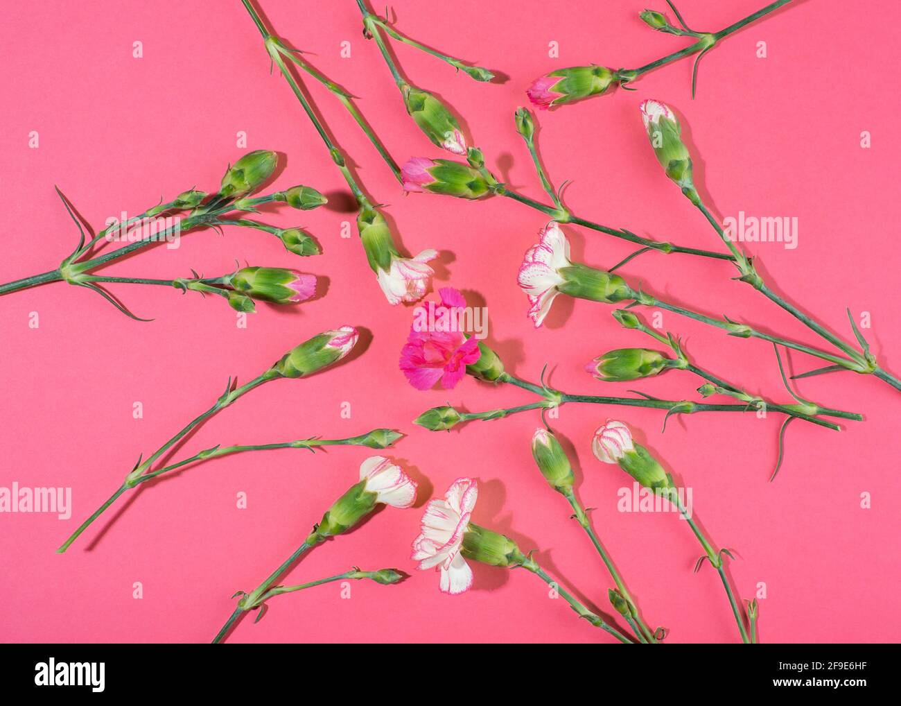 Clove pink carnation flowers on pink background. Flat lay, top view ...