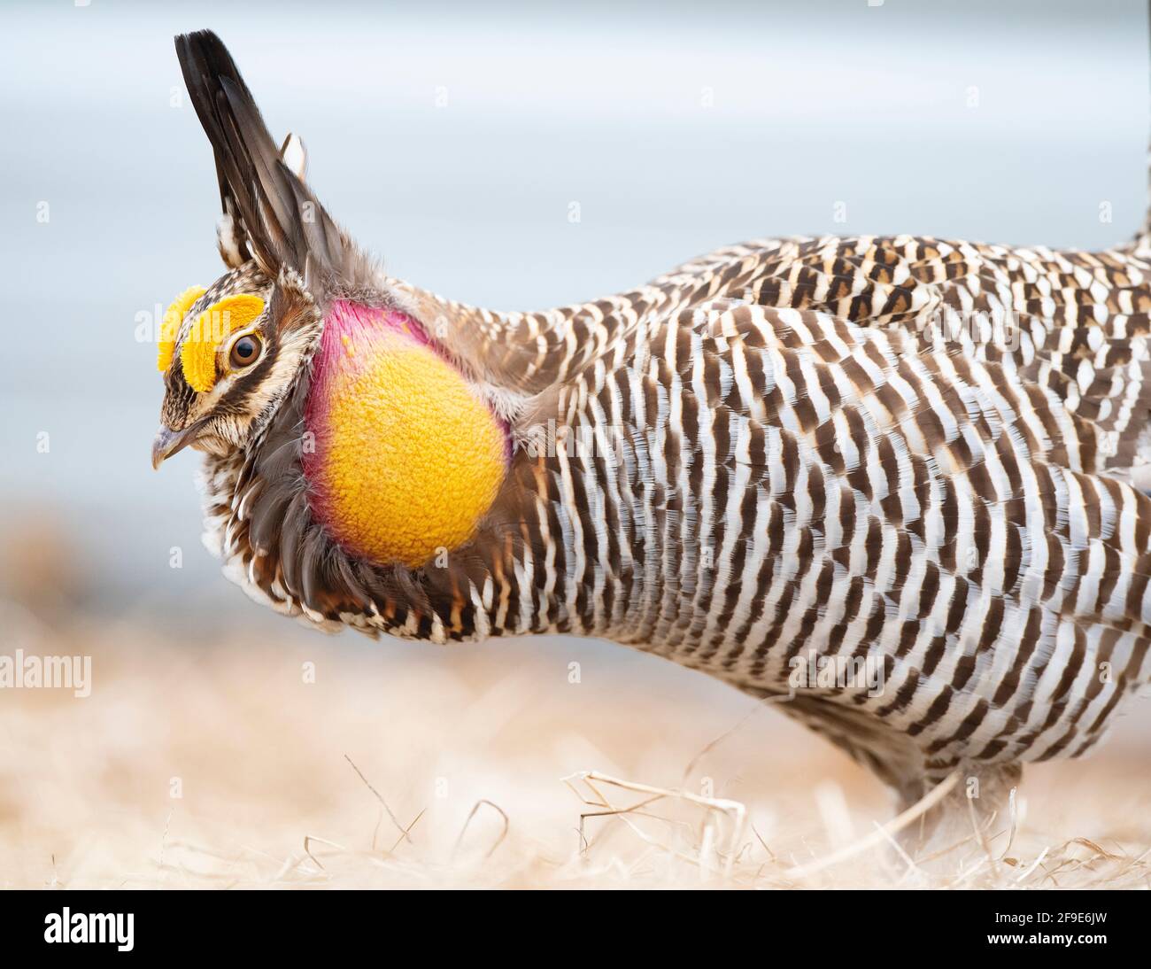 A Male Greater Prairie Chicken displaying on a spring day in Minnesota ...