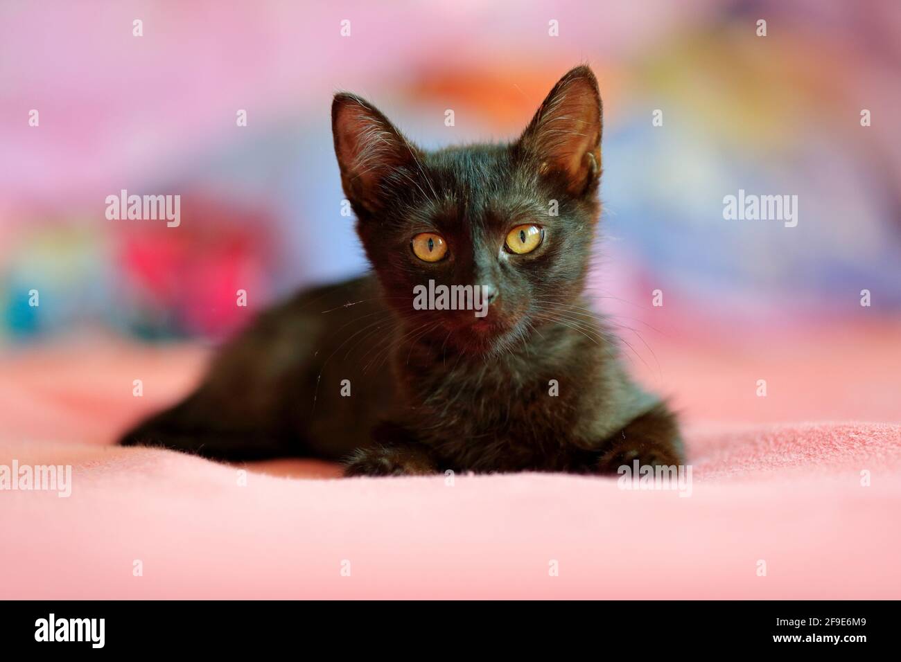 Home black cat in the pink. Cute babe kitten in the bed with pink ...