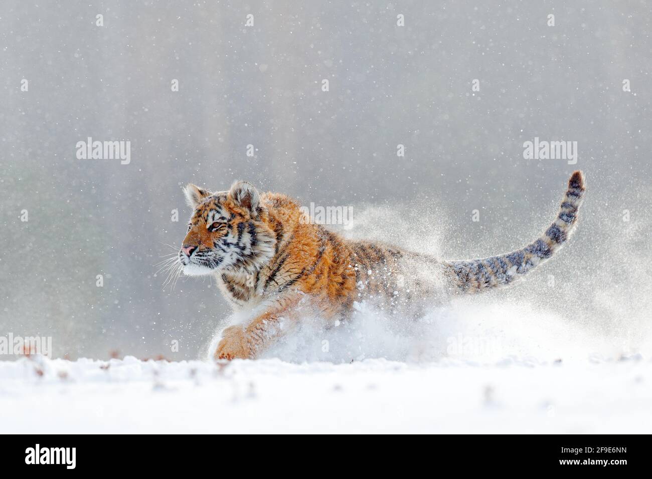 Tiger in wild winter nature, running in the snow. Siberian tiger, Panthera tigris altaica ...