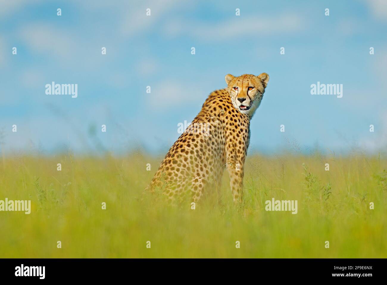 Cheetah, Acinonyx jubatus, walking wild cat. Fastest mammal on the land ...