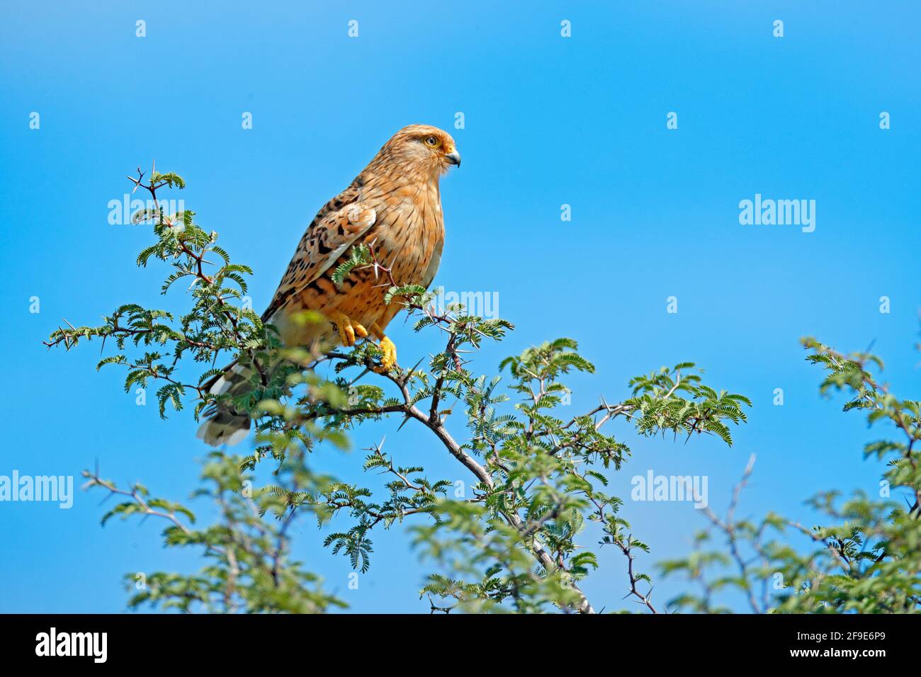 White-eyed greater kestrel, Falco rupicoloides, sitting on the tree ...