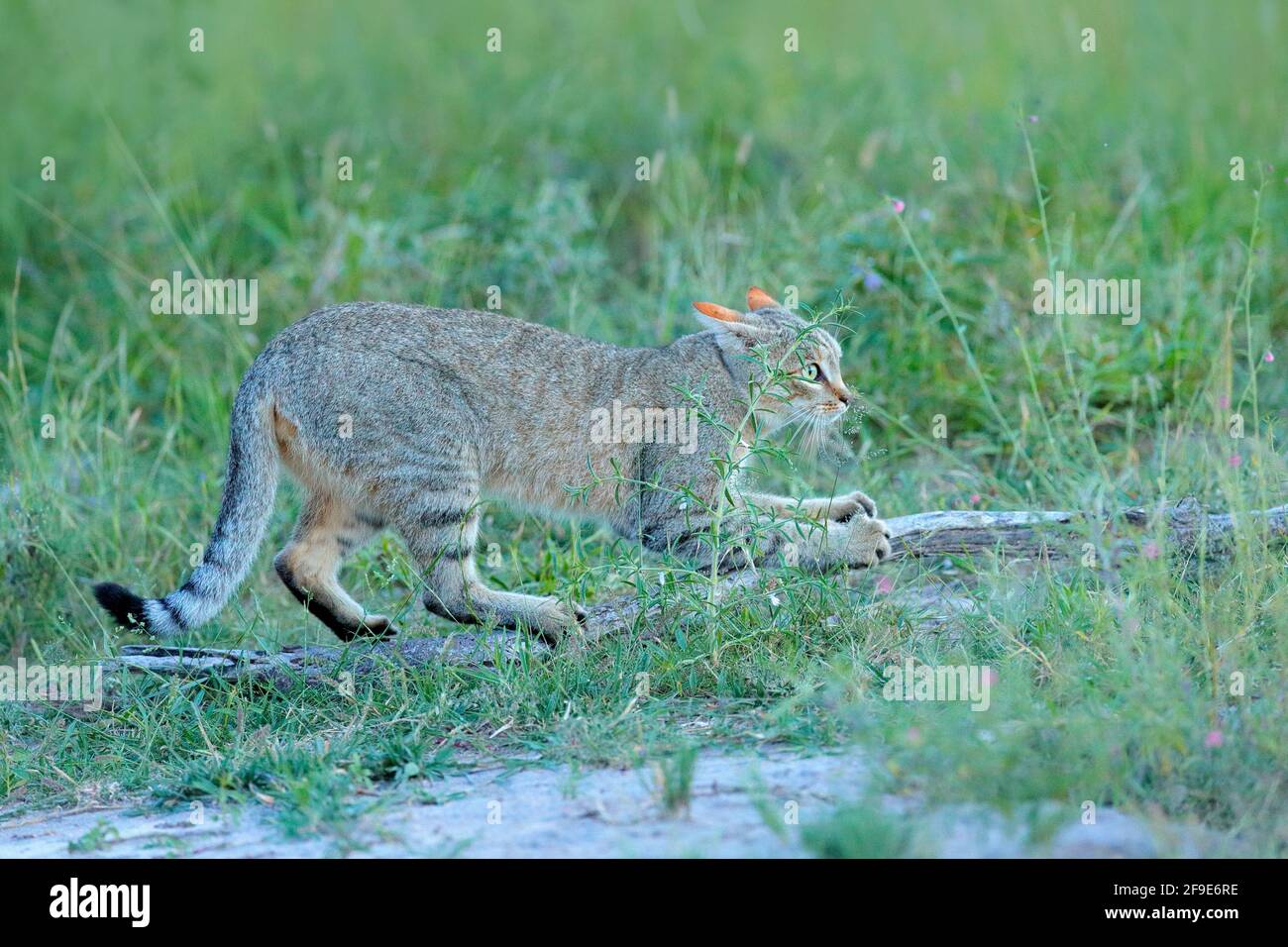 African wildcat nxai pan national hi-res stock photography and images ...